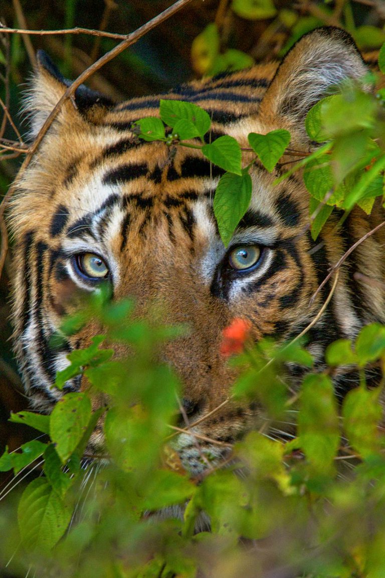 Tigers Forever | Zoom Photo Tours